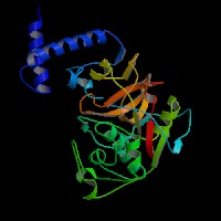 Mouse Gene Ctsh (ENSMUST00000034915.15) from GENCODE VM33